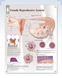 Female Reproductive System Exam-Room Anatomy Poster | ClinicalPosters