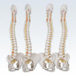 Classic Flexible Spine Anatomical Model | ClinicalPosters