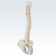 Classic Flexible Spine Anatomical Model | ClinicalPosters