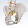 Classic Flexible Spine Anatomical Model | ClinicalPosters