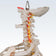 Flexible Spine with Ribs and Femur Heads Anatomical Model