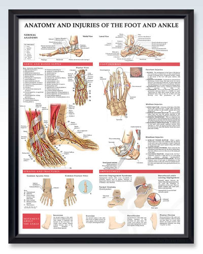 Podiatrists Anatomical Medical Posters and Models | ClinicalPosters