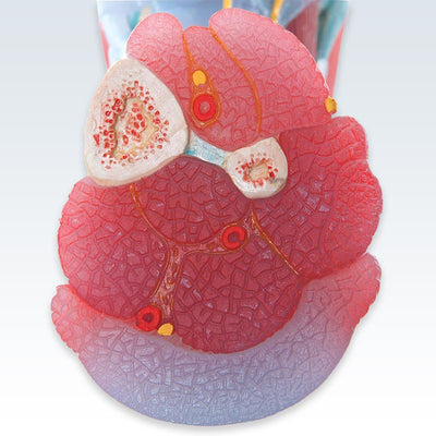 Podiatrists Anatomical Medical Posters and Models | ClinicalPosters