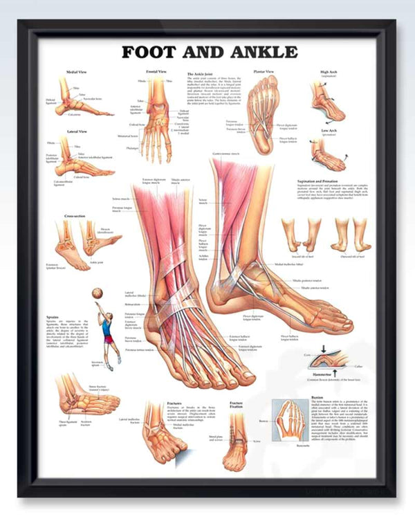 Podiatrists Anatomical Medical Posters and Models | ClinicalPosters