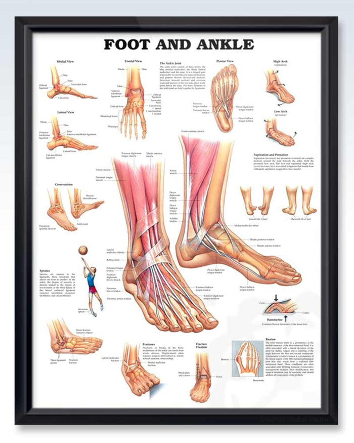 Podiatrists Anatomical Medical Posters and Models | ClinicalPosters