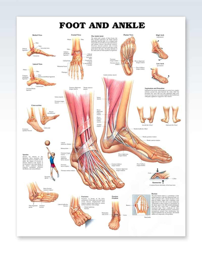 Podiatrists Anatomical Medical Posters and Models | ClinicalPosters