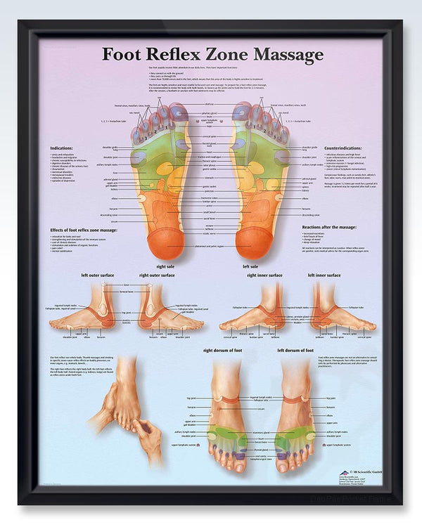 Podiatrists Anatomical Medical Posters and Models | ClinicalPosters