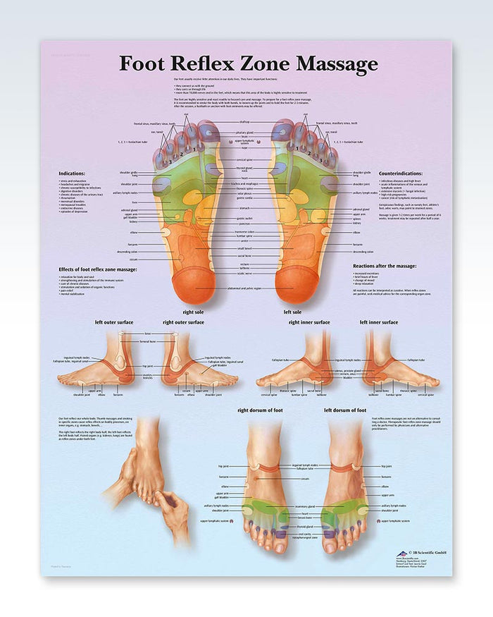 Podiatrists Anatomical Medical Posters and Models | ClinicalPosters