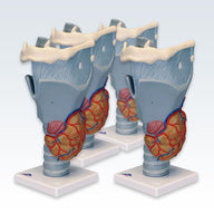 3B 2.5X-Size Functional Larynx Anatomical Model | ClinicalPosters