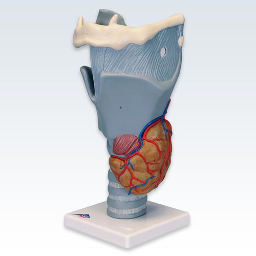 3B 2.5X-Size Functional Larynx Anatomical Model | ClinicalPosters