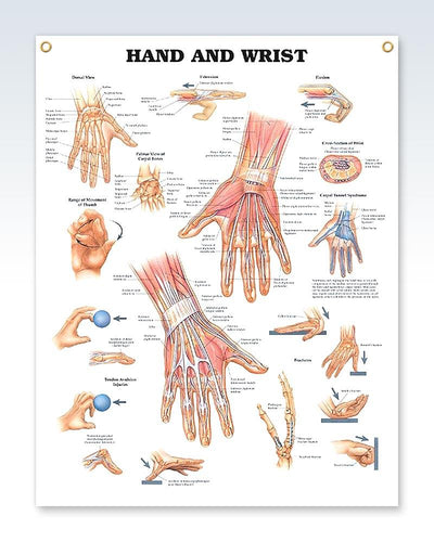 Laminated Hand and Wrist Human Anatomy Poster | ClinicalPosters