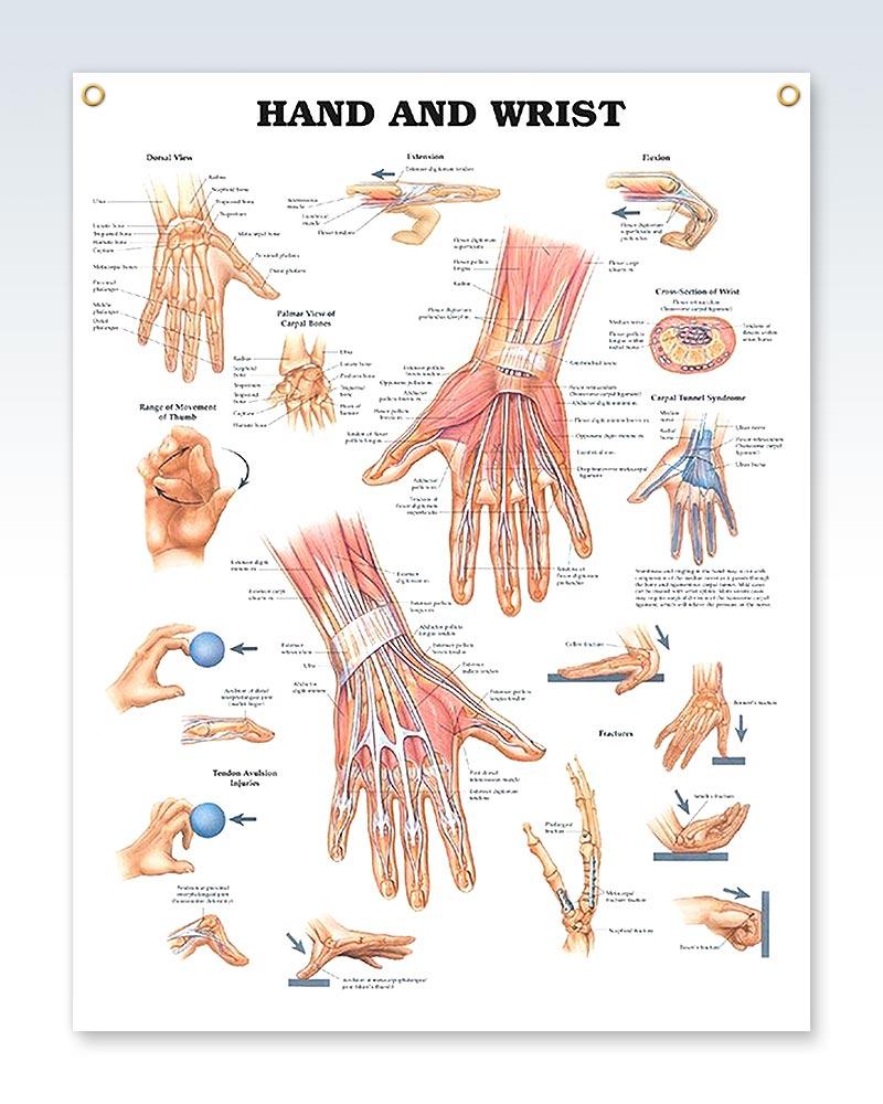Laminated Hand and Wrist Human Anatomy Poster | ClinicalPosters