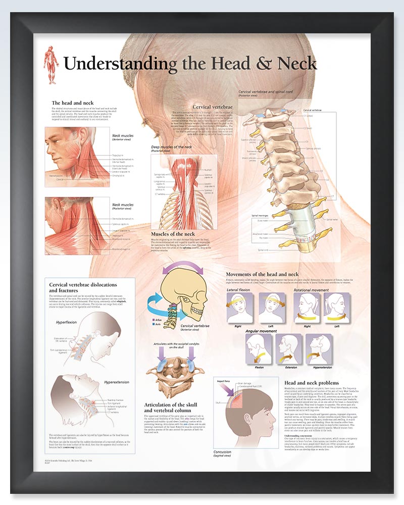 Head and Neck Exam-Room Anatomy Poster – clinicalposters.com