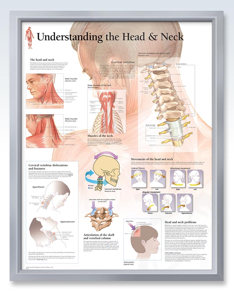 Head and Neck Exam-Room Anatomy Poster | ClinicalPosters