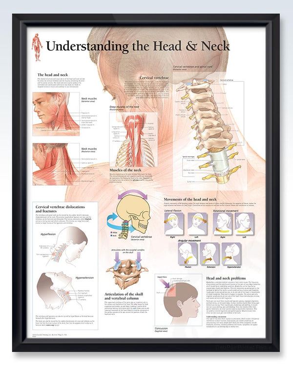 Neurological Medical Anatomy Posters and Models – Page 2 – ClinicalPosters