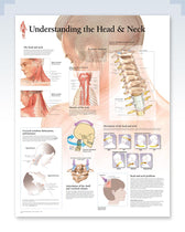 Head And Neck Exam Room Anatomy Poster Clinicalposters