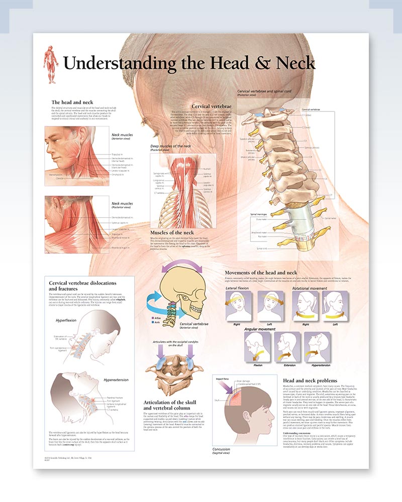 Head and Neck Exam-Room Anatomy Poster | ClinicalPosters