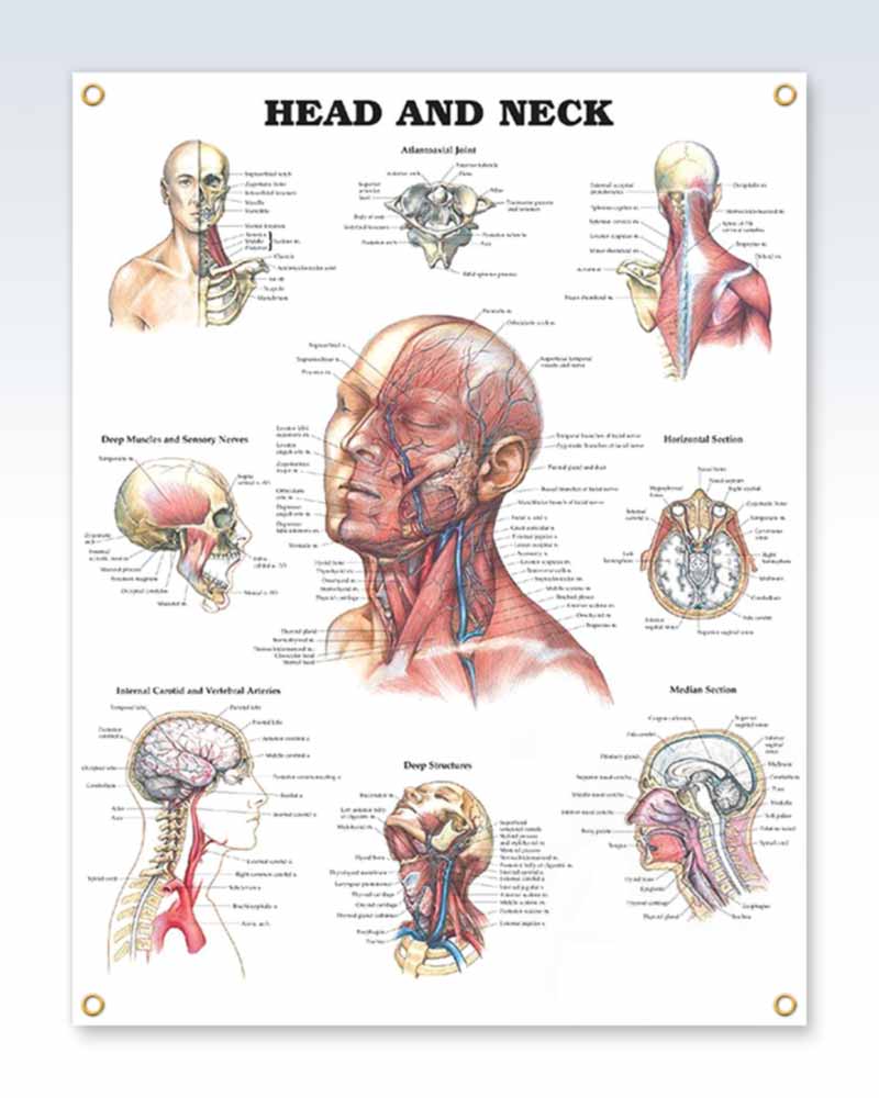 Laminated Head and Neck Anatomy Poster | ClinicalPosters