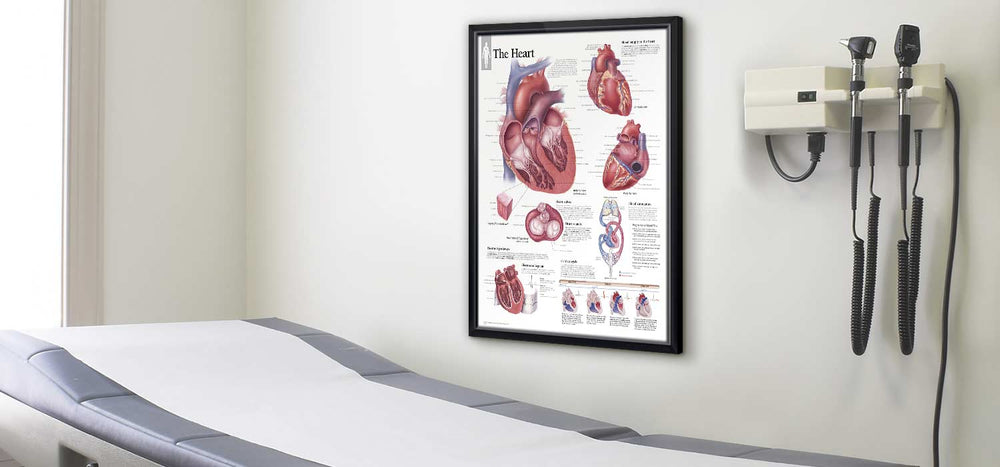 The Heart Exam Room Anatomy Posters | ClinicalPosters