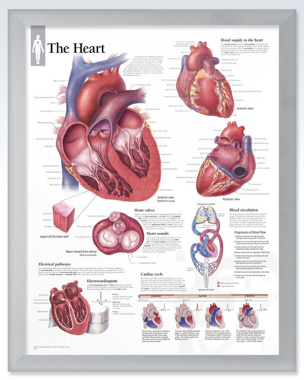 The Heart Exam Room Anatomy Posters | ClinicalPosters