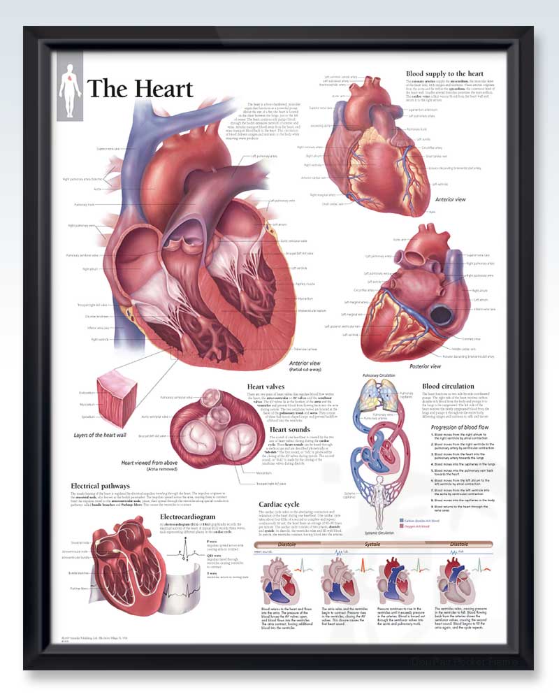 The Heart Exam Room Anatomy Posters – clinicalposters.com