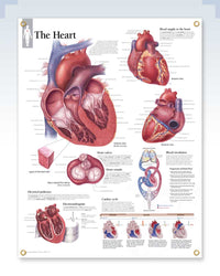 The Heart Exam Room Anatomy Posters | ClinicalPosters
