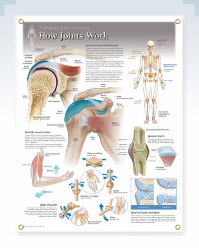 How Joints Work Classroom Anatomy Poster | ClinicalPosters