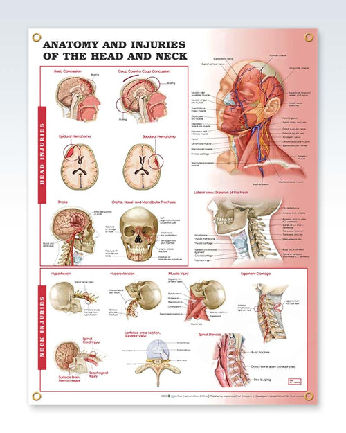 Orthopaedics Medical Anatomy Posters | Page 2 | ClinicalPosters