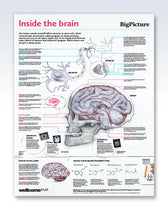 Inside The Brain Chart 12x16 | ClinicalPosters