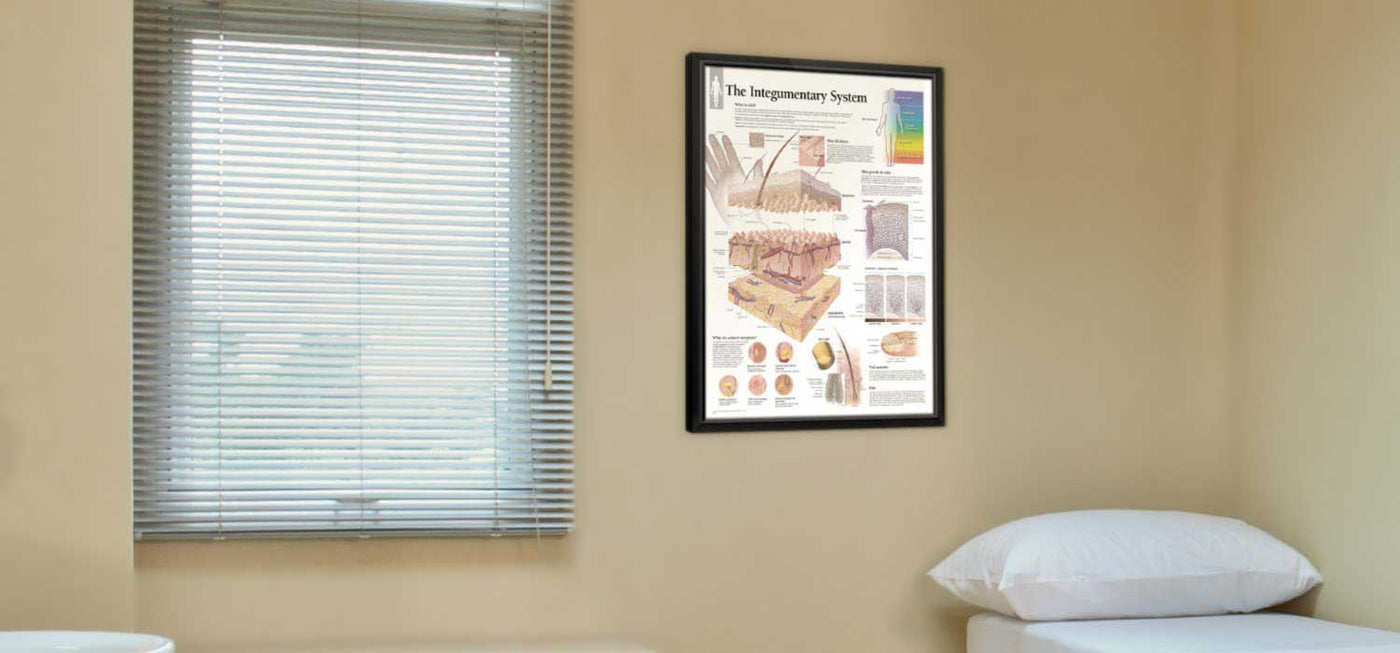 Integumentary System Exam-Room Poster | ClinicalPosters