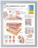 Integumentary System Exam-Room Poster | ClinicalPosters