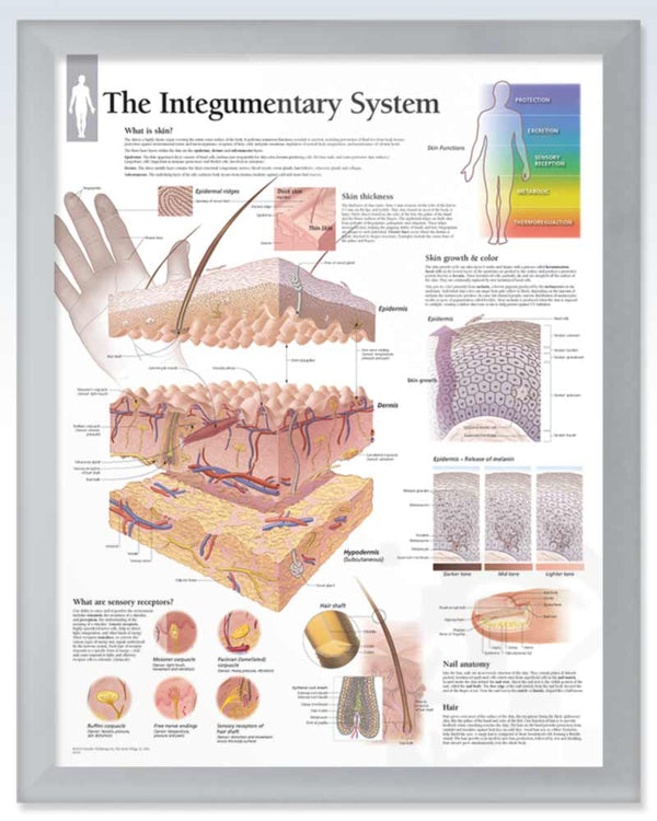 Integumentary System Exam-Room Poster | ClinicalPosters