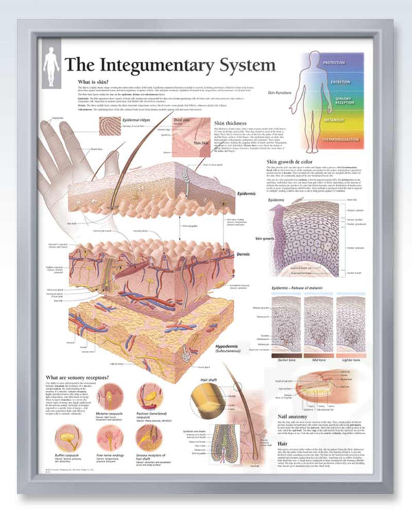 Integumentary System Exam-Room Poster | ClinicalPosters