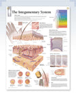 Integumentary System Exam-Room Poster | ClinicalPosters