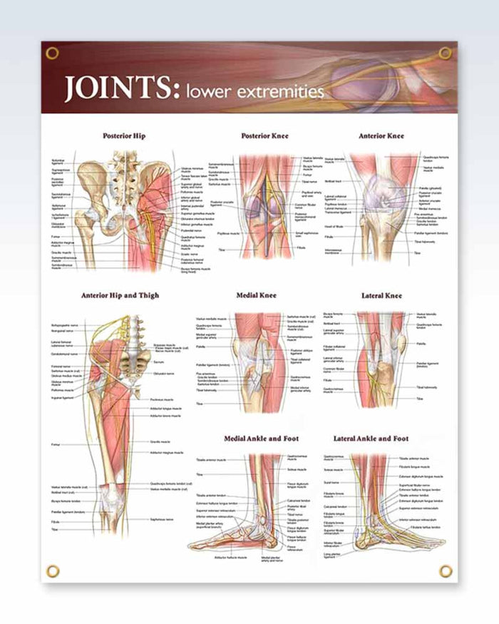 Laminated Joints: Lower Extremities Anatomy Posters | ClinicalPosters