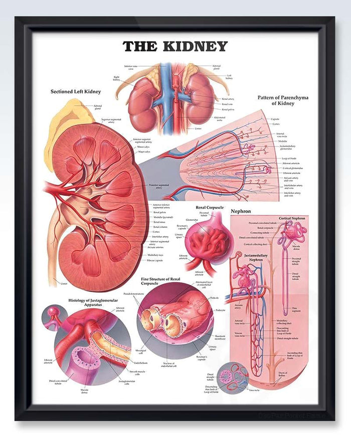 Endocrinologists Medical Anatomy Posters – ClinicalPosters