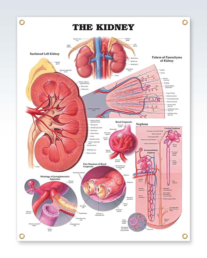 Laminated Kidney Human Anatomy Posters | ClinicalPosters