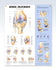 Laminated Knee Injuries Human Anatomy Poster | ClinicalPosters