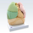 Lungs Segmented Anatomical Model | ClinicalPosters