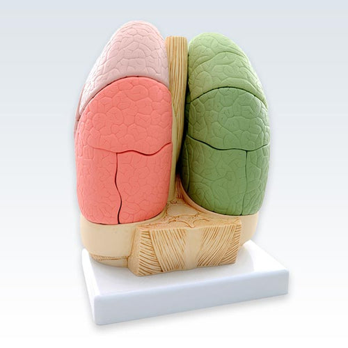 Lungs Segmented Anatomical Model | ClinicalPosters