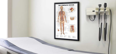 Lymphatic System Discount Anatomy Poster | ClinicalPosters