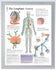 Lymphatic System Exam-Room Anatomy Posters | ClinicalPosters