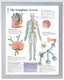 Lymphatic System Exam-Room Anatomy Posters | ClinicalPosters