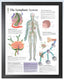 Lymphatic System Exam-Room Anatomy Posters | ClinicalPosters