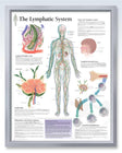 Lymphatic System Exam-Room Anatomy Posters | ClinicalPosters