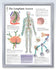 Lymphatic System Exam-Room Anatomy Posters | ClinicalPosters