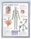 Lymphatic System Exam-Room Anatomy Posters | ClinicalPosters