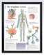 Lymphatic System Exam-Room Anatomy Posters | ClinicalPosters