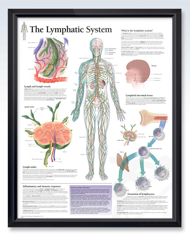 Lymphatic System Exam-Room Anatomy Posters | ClinicalPosters
