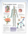 Lymphatic System Exam-Room Anatomy Posters | ClinicalPosters
